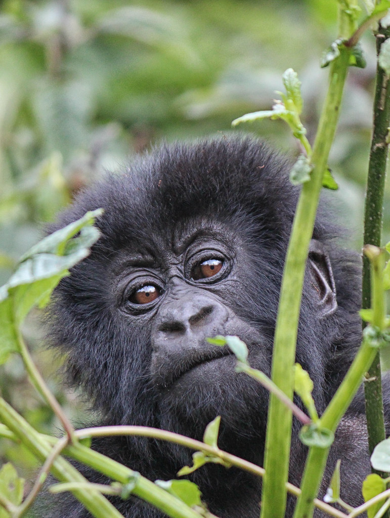Gorilla safaris - uganda safaris, best time to visit, what to pack